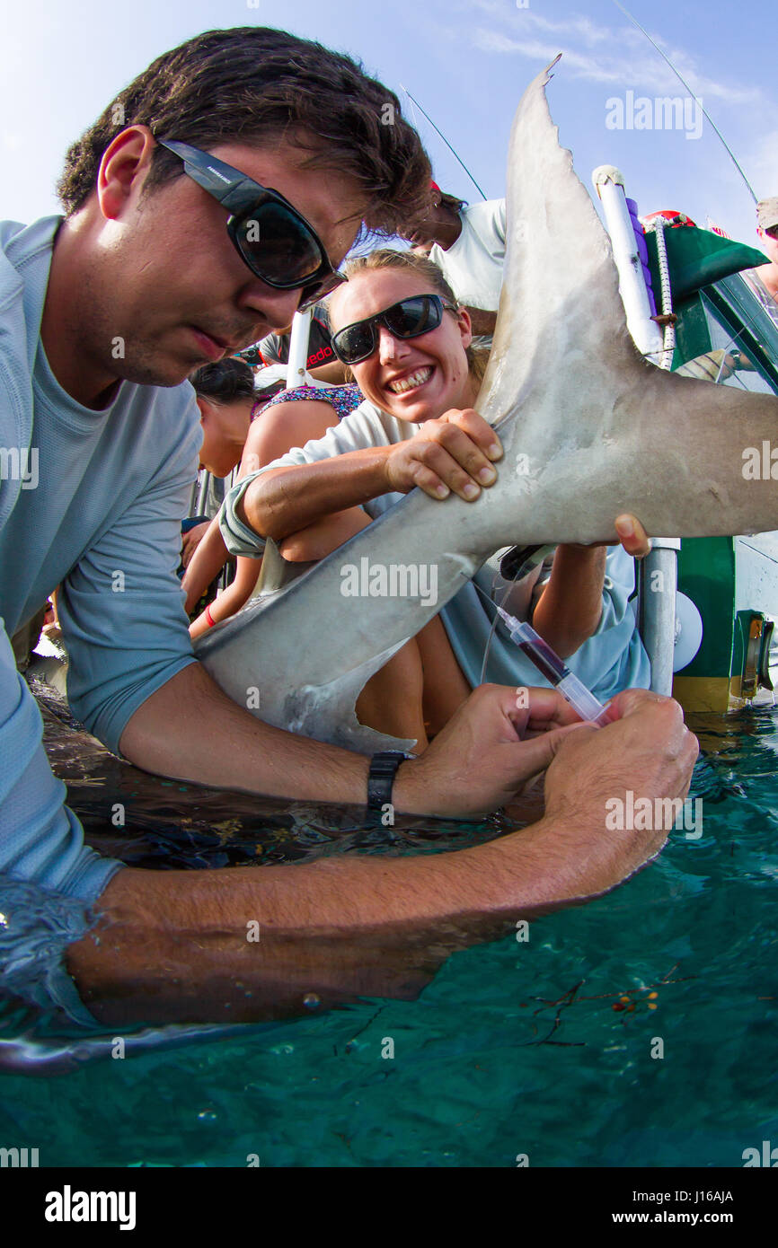 SOUTH FLORIDA, USA: Dr. Austin Gallagher and research intern Virginia ...