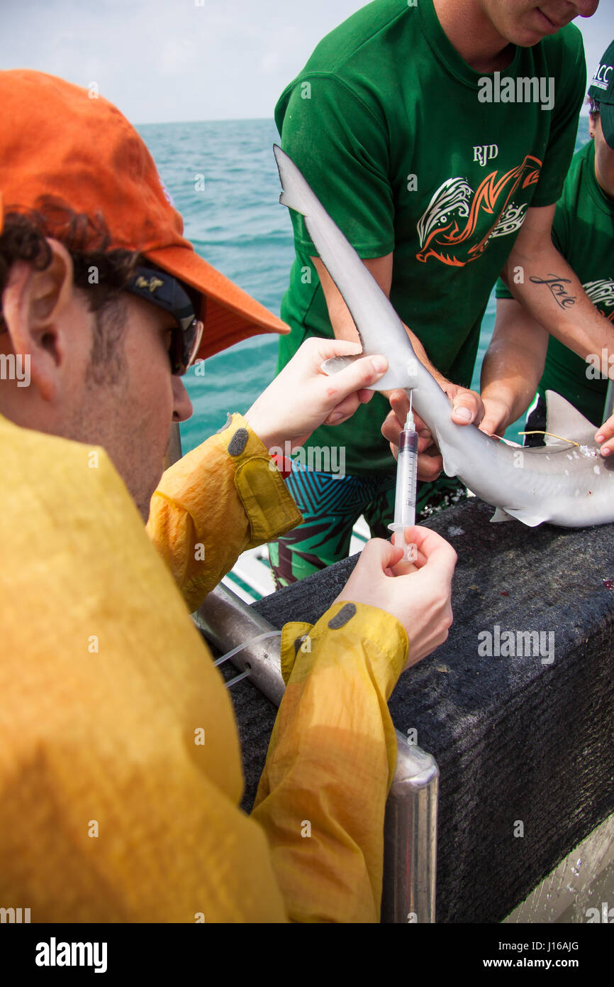 Atlantic sharpnose sharks hi-res stock photography and images - Alamy