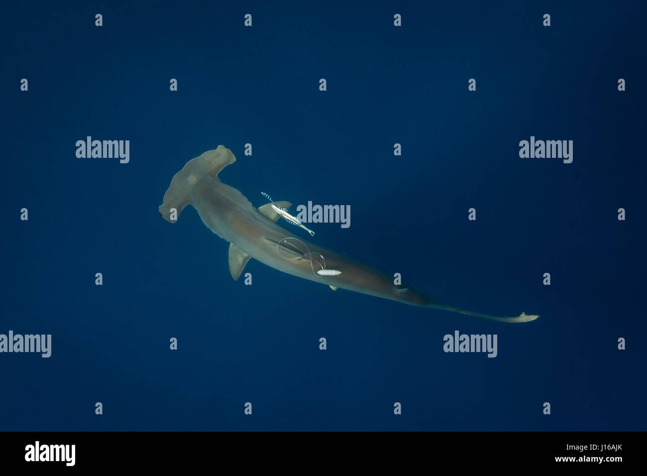 SOUTH FLORIDA, USA: Scalloped hammerhead swimming away with a custom ...