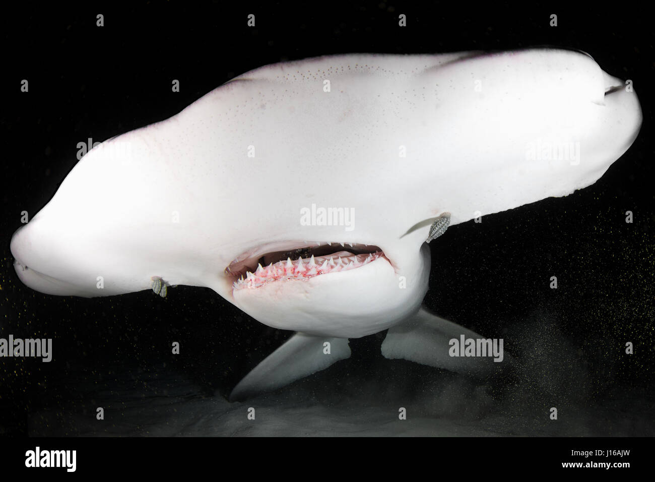 SOUTH FLORIDA, USA: RARE PICTURES have been captured of 600-pound ...