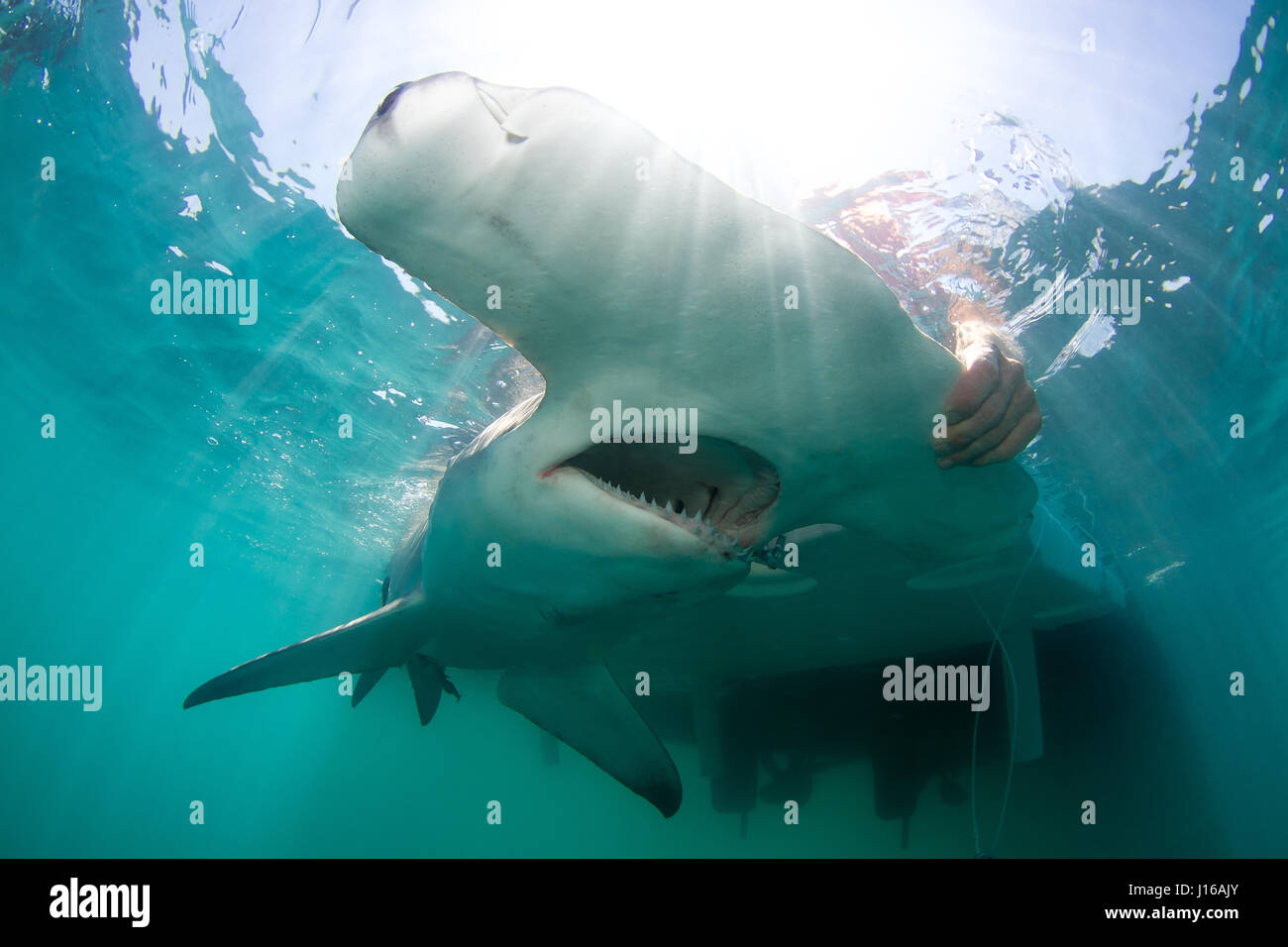 SOUTH FLORIDA, USA: RARE PICTURES have been captured of 600-pound ...