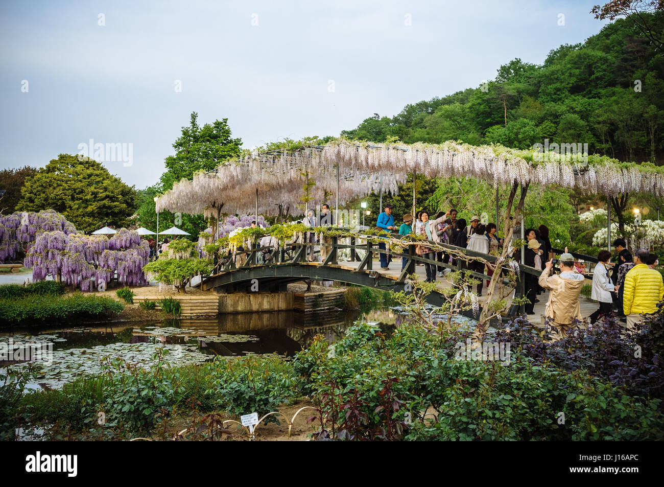 LIKE A REAL version of the Tree of Life from the Avatar film this 144 ...