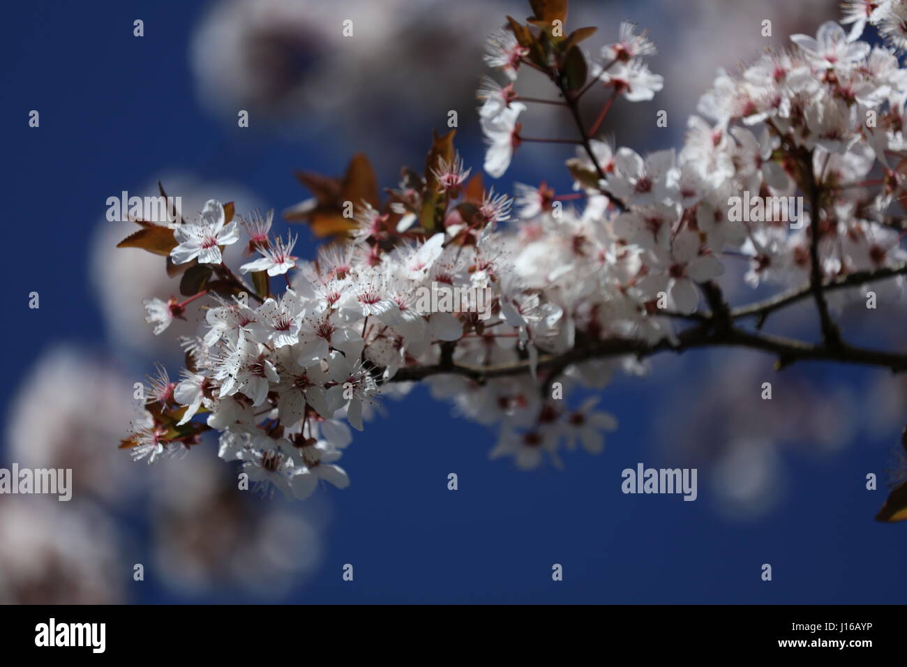 Blutpflaume Prunus cerasifera Nigra Stock Photo - Alamy