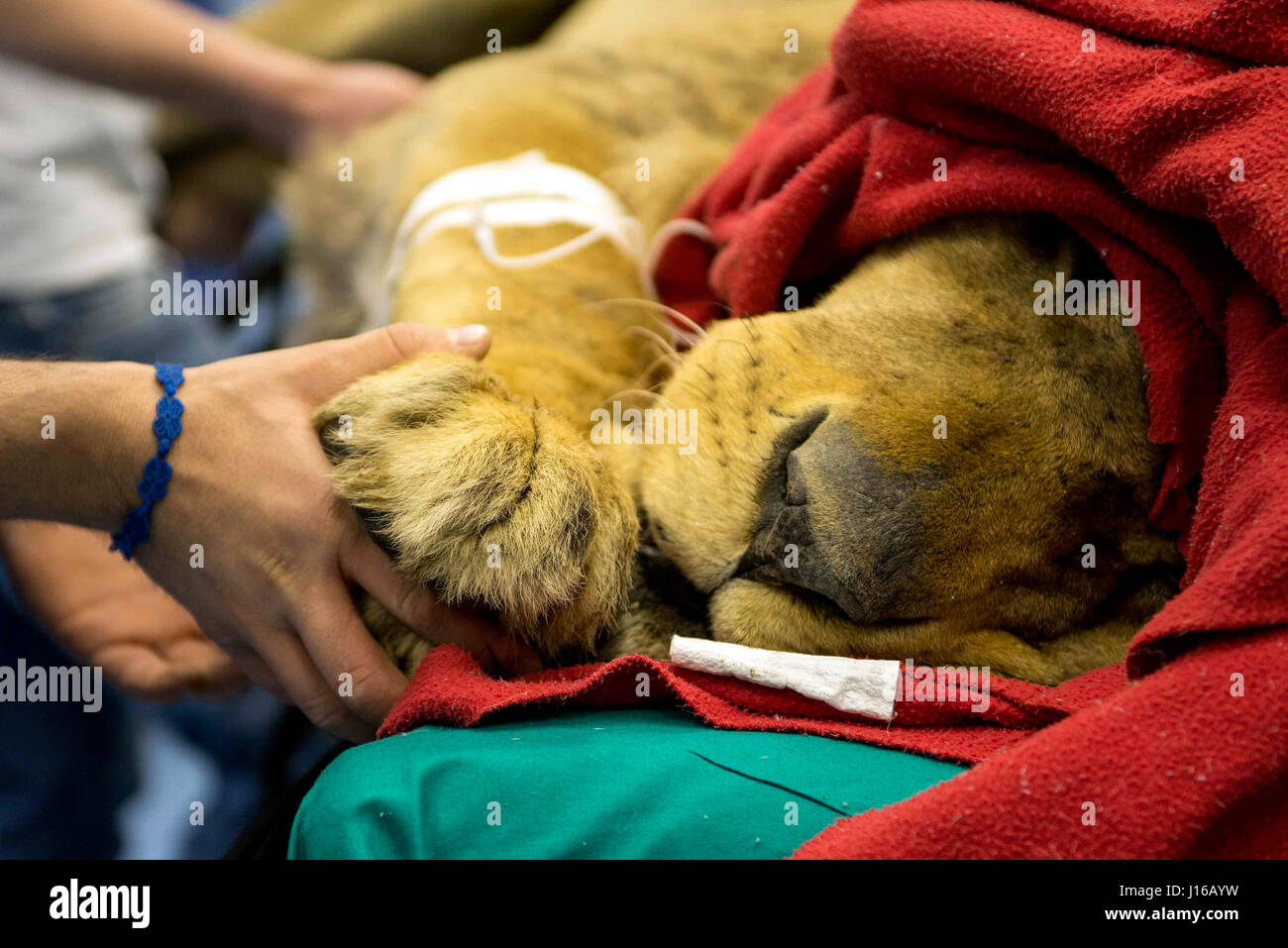 A ROBOT has become the world’s first at performing surgery on a LION ...