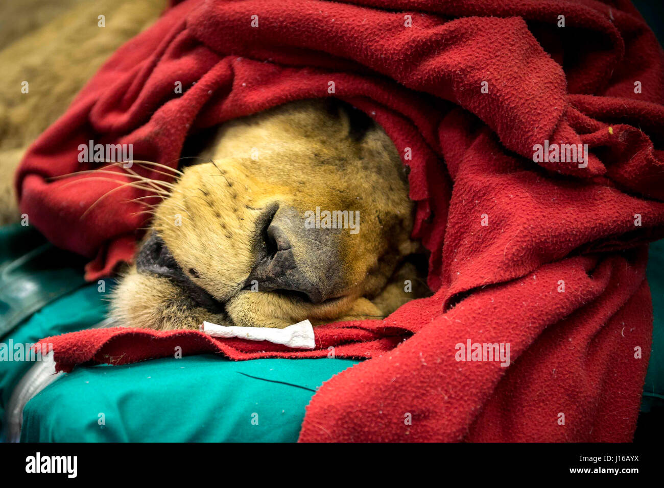 A ROBOT has become the world’s first at performing surgery on a LION ...