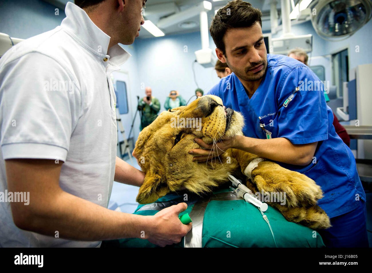 A ROBOT has become the world’s first at performing surgery on a LION ...
