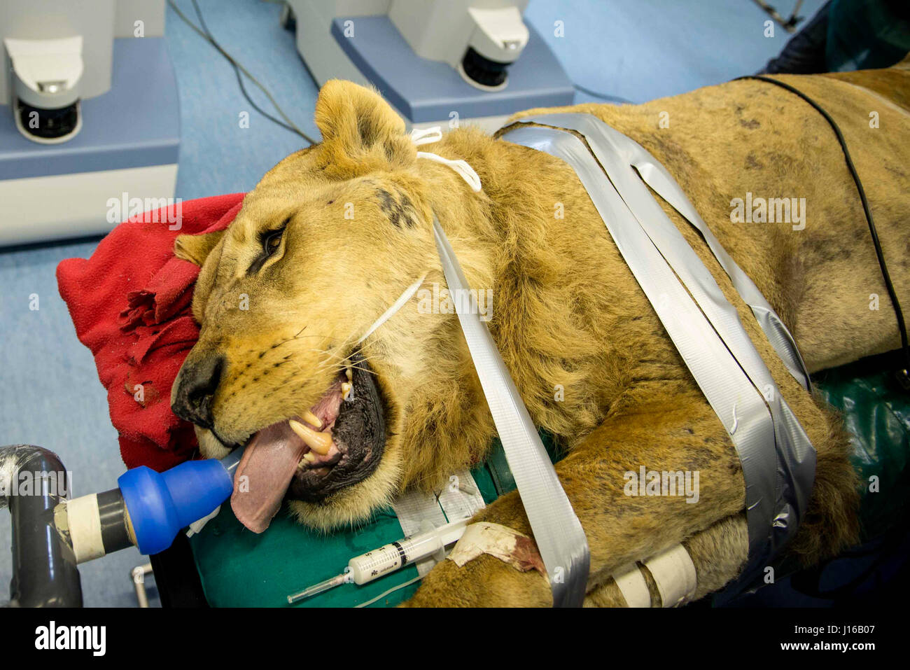 Surgical anaesthesia hi-res stock photography and images - Alamy