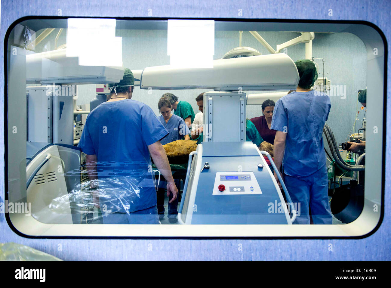 A ROBOT has become the world’s first at performing surgery on a LION ...