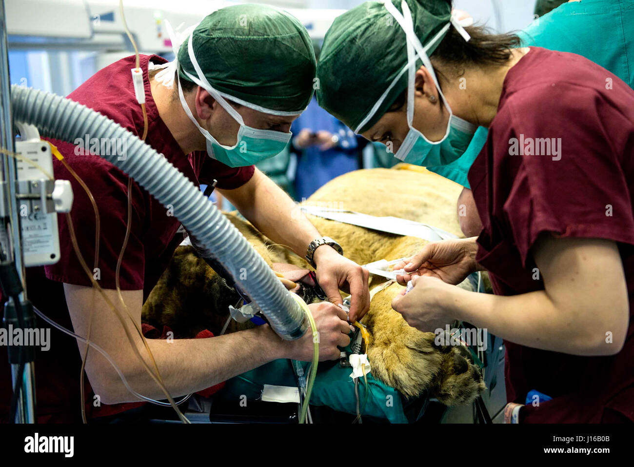 A ROBOT has become the world’s first at performing surgery on a LION ...