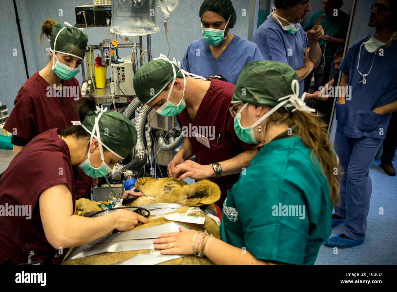 A ROBOT has become the world’s first at performing surgery on a LION ...