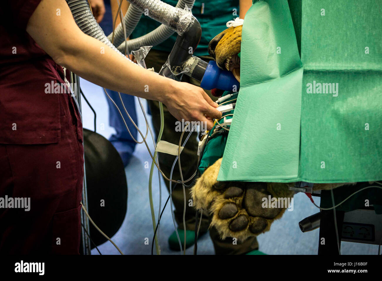 A ROBOT has become the world’s first at performing surgery on a LION ...