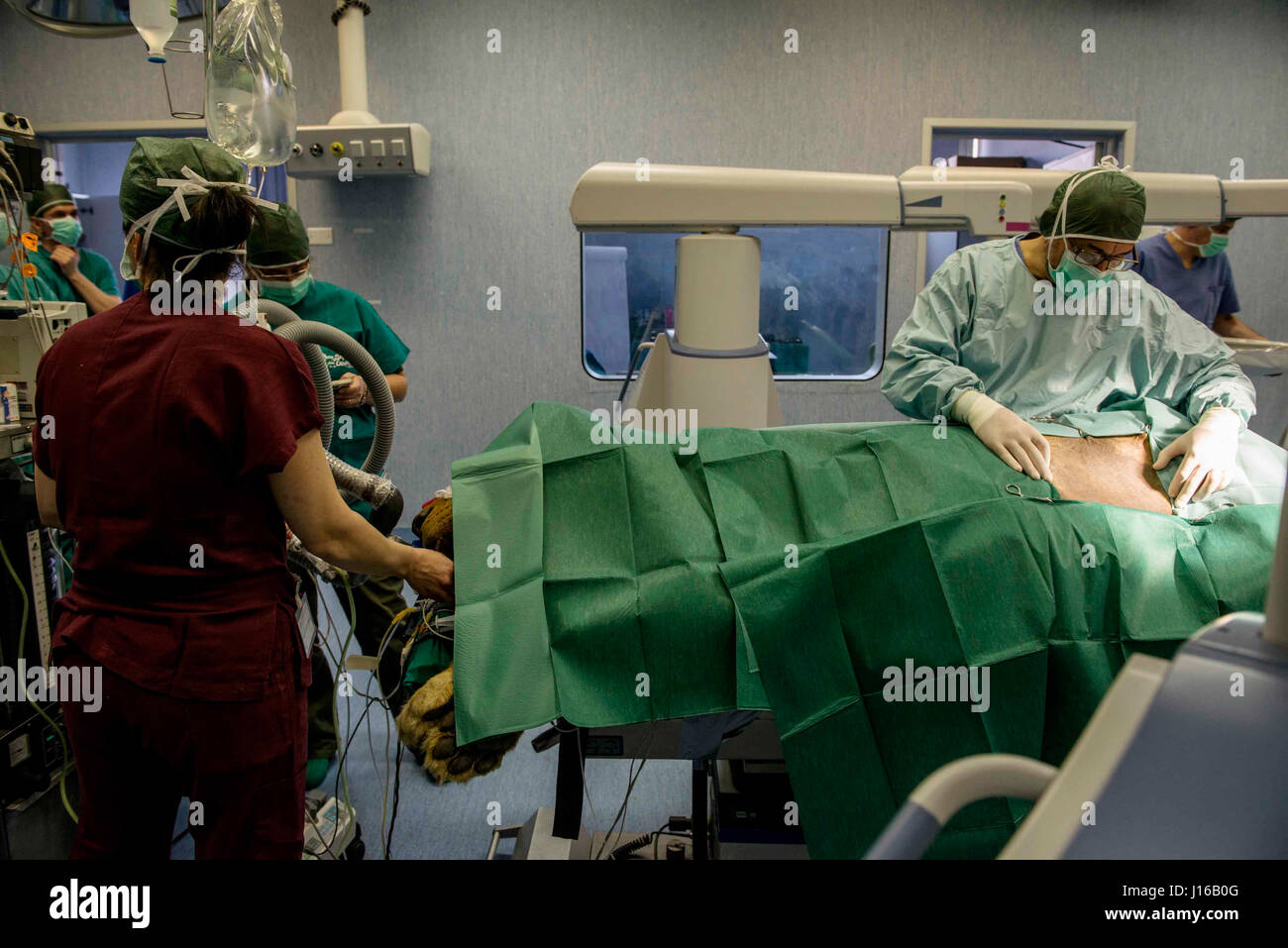 A ROBOT has become the world’s first at performing surgery on a LION ...