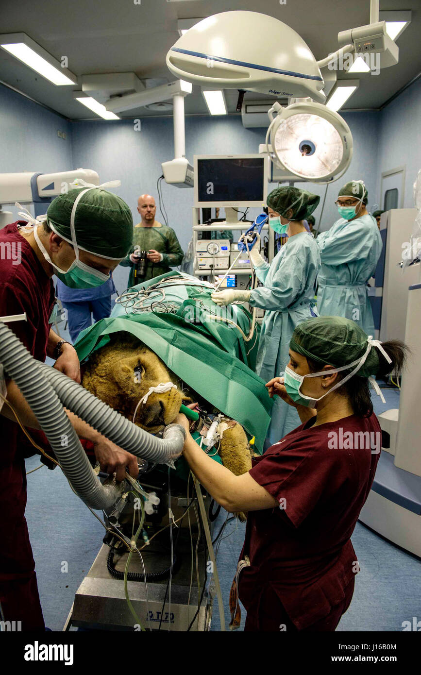 A ROBOT has become the world’s first at performing surgery on a LION ...