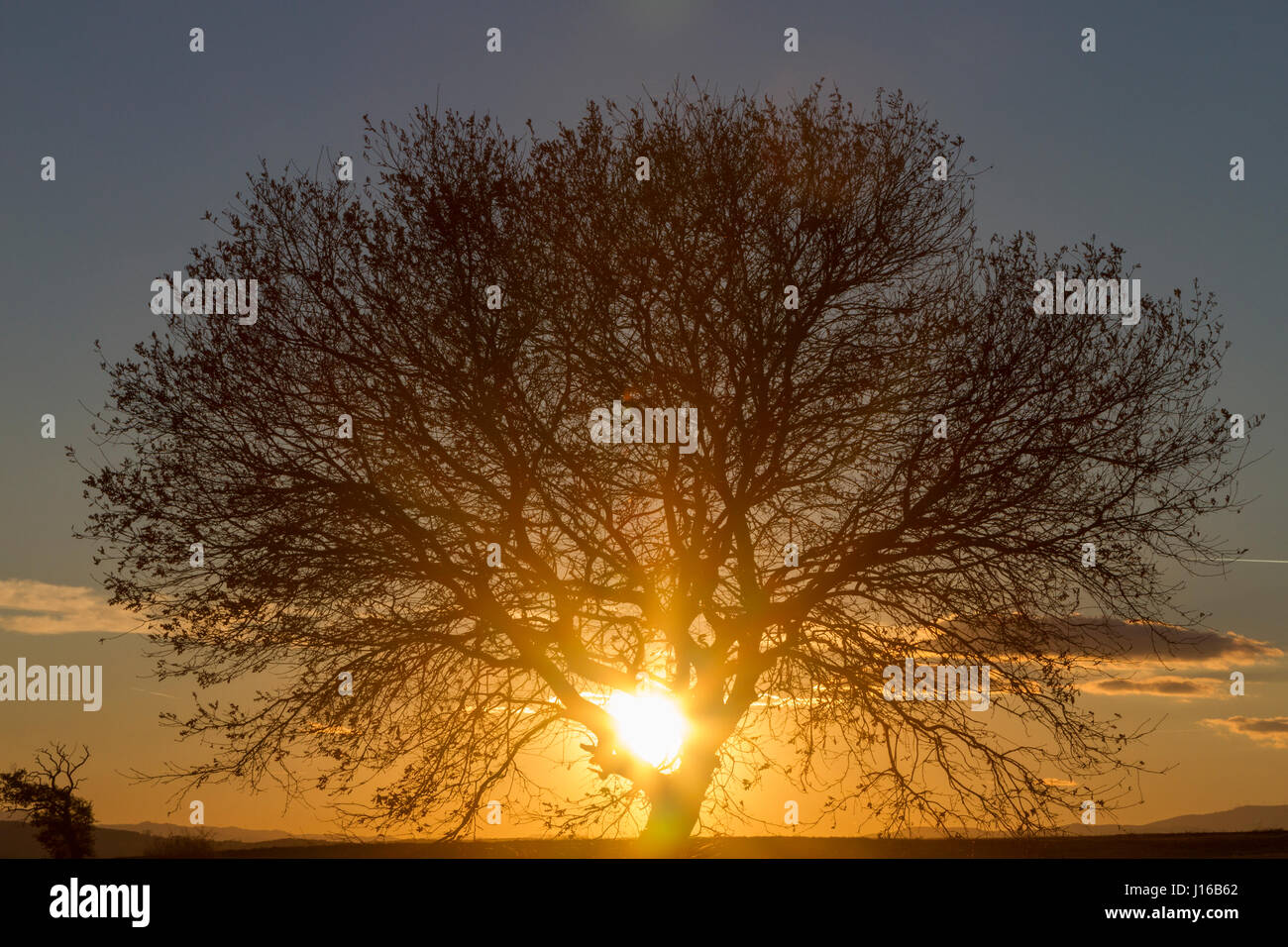 Leavesless tree hi-res stock photography and images - Alamy