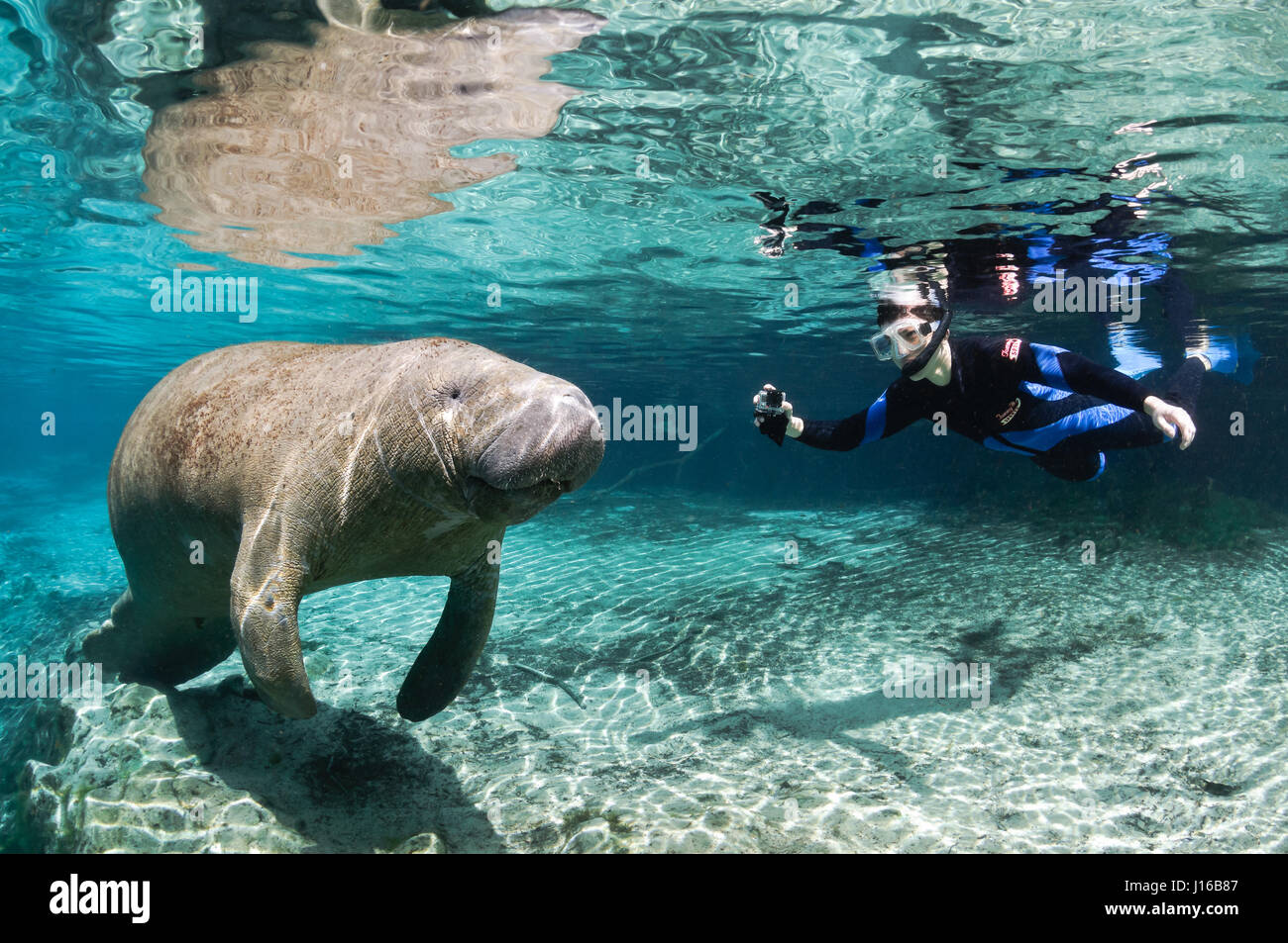 Humans Swimming With Manatees