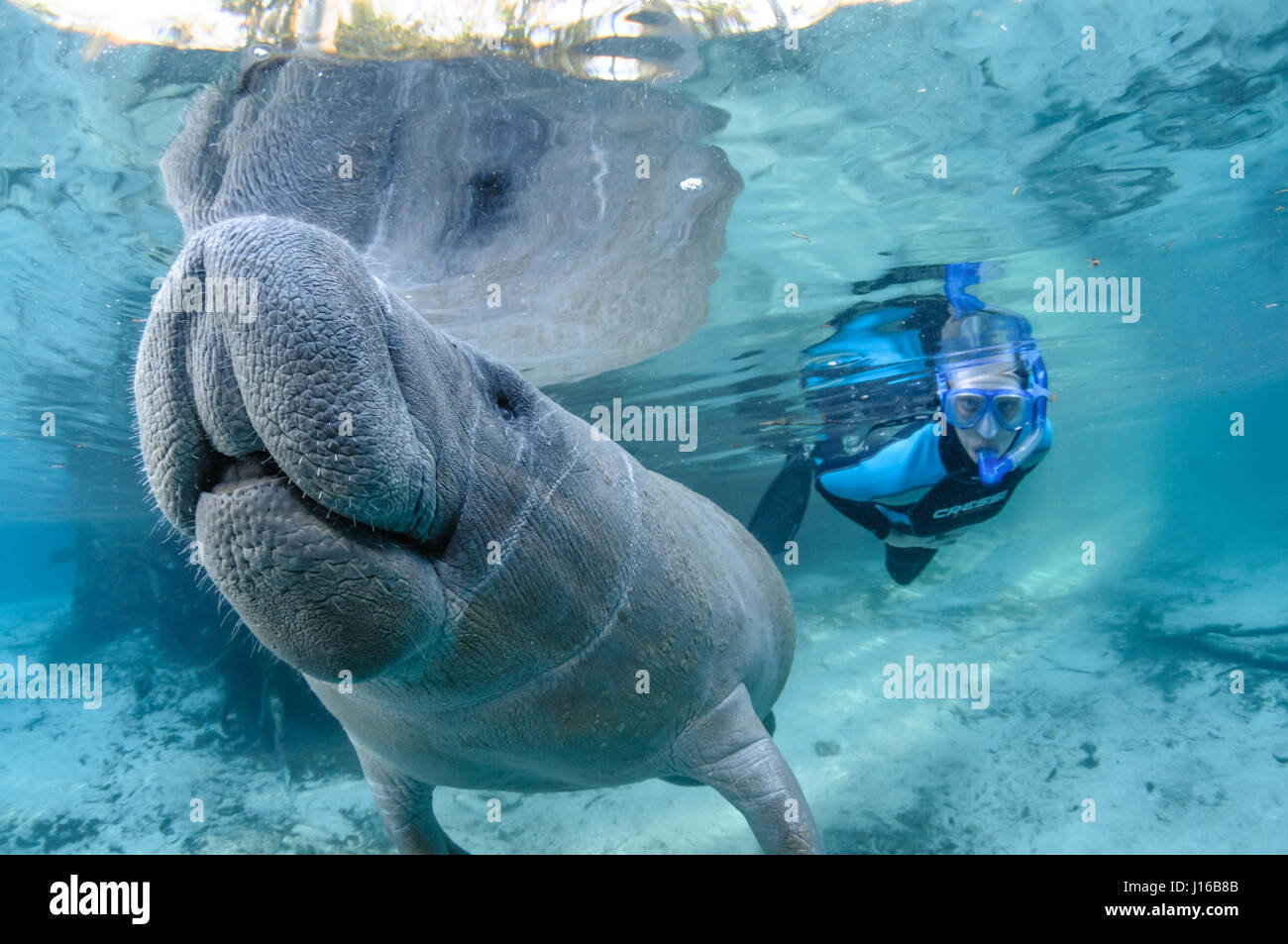 CRYSTAL RIVER, FLORIDA: A female visitor observes a manatee up close ...