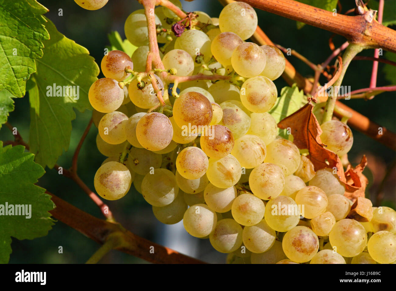 Grapes in Vineyard, Autumn, Suedbaden, Germany Stock Photo - Alamy