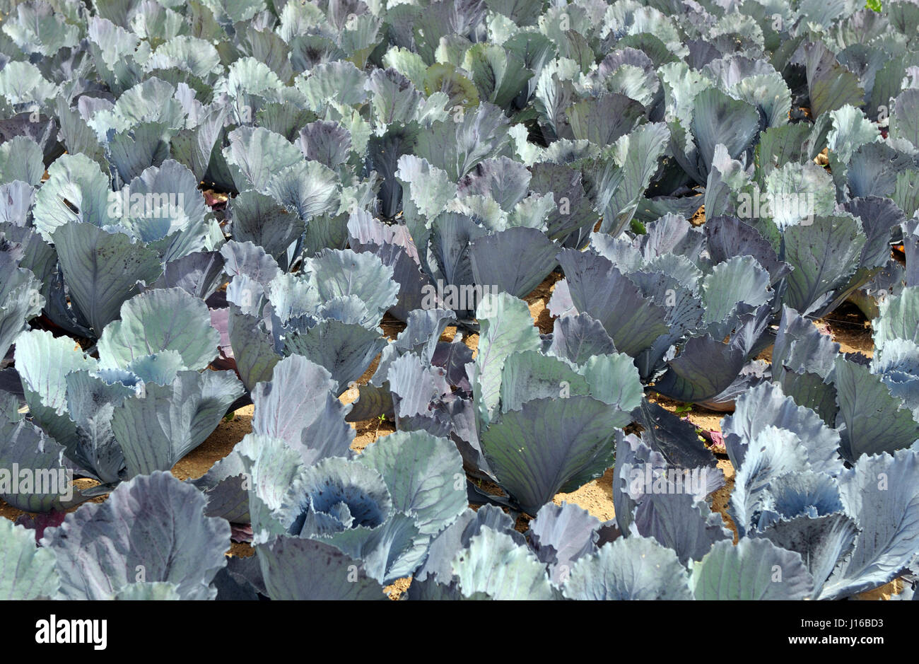 Red cabbage on field growing. natural pattern Stock Photo - Alamy