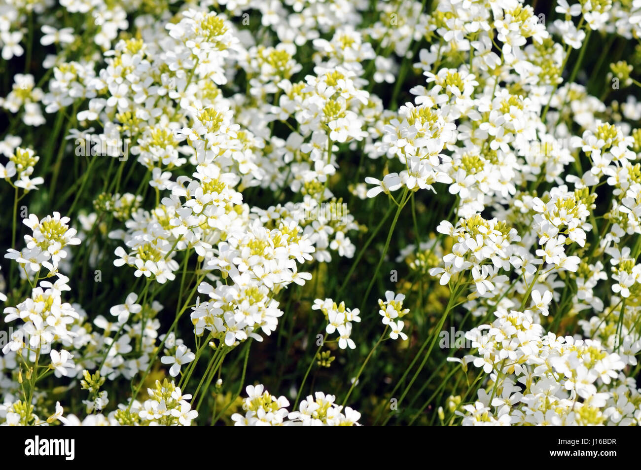 white rockcress in flowerbed Stock Photo - Alamy