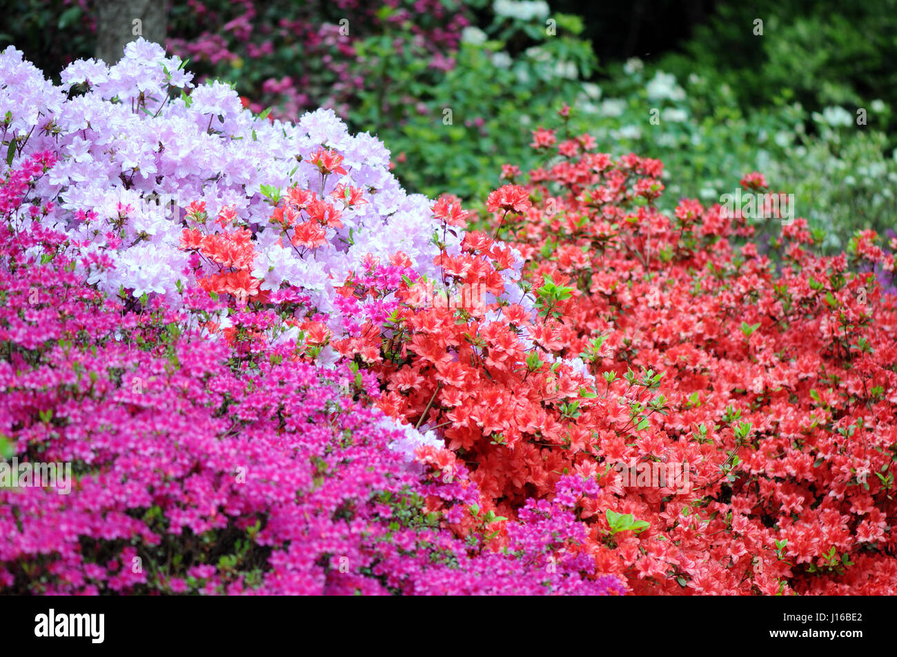 Azalea bush hi-res stock photography and images - Alamy