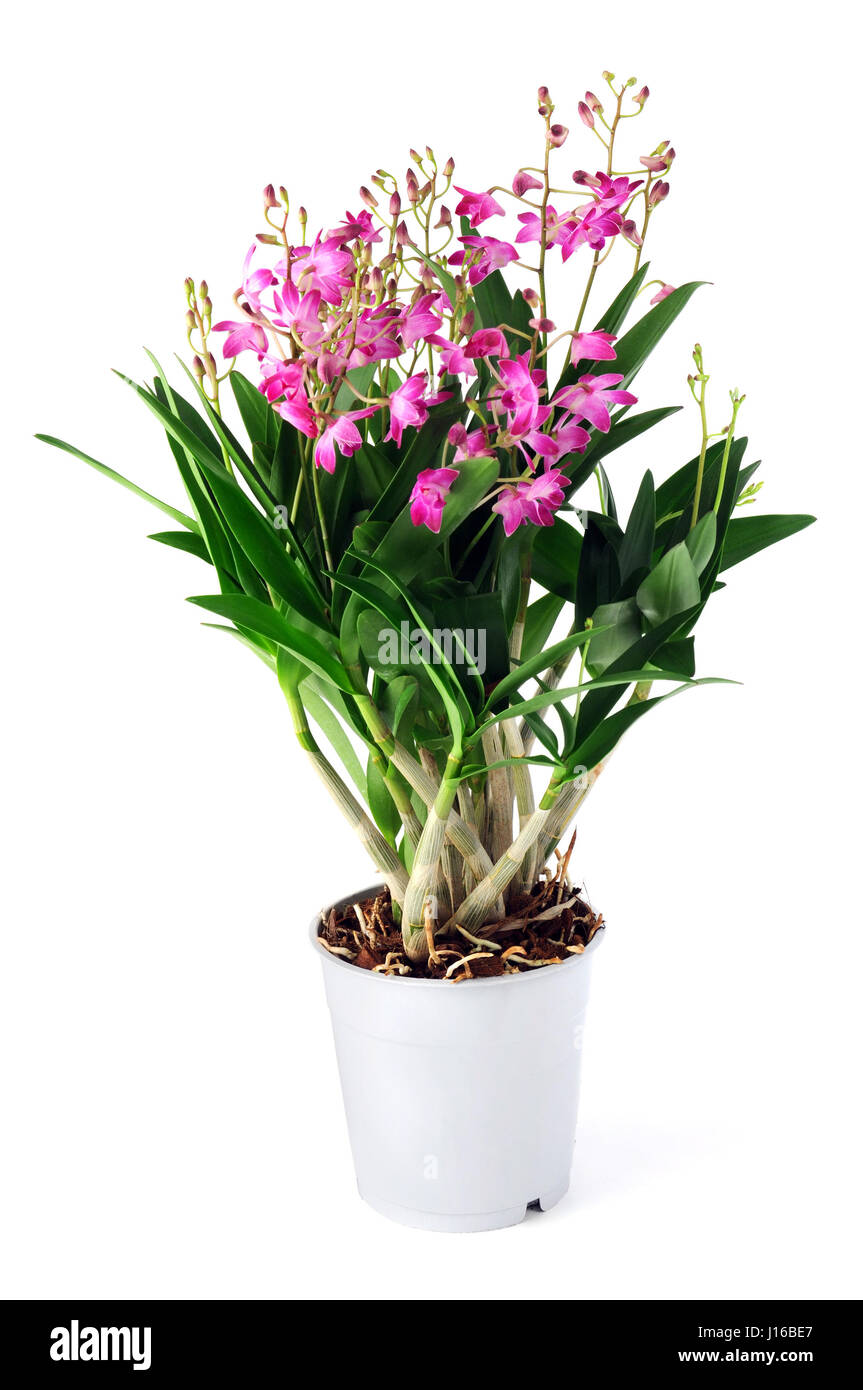Dendrobium Berry Oda orchid on white isolated background Stock Photo ...
