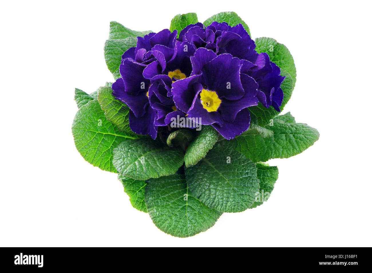blue primula on white isolated background Stock Photo - Alamy