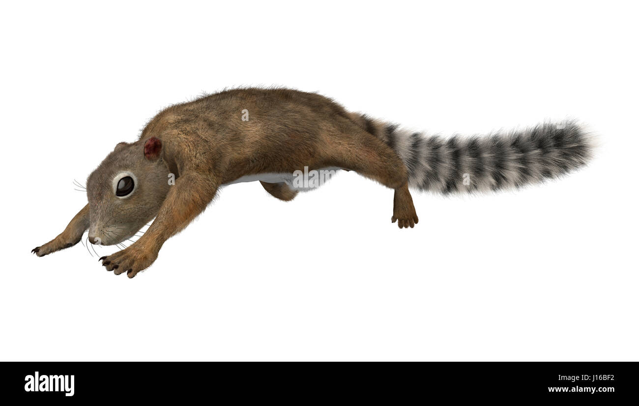 3D rendering of a Gambian sun squirrel isolated on white background ...