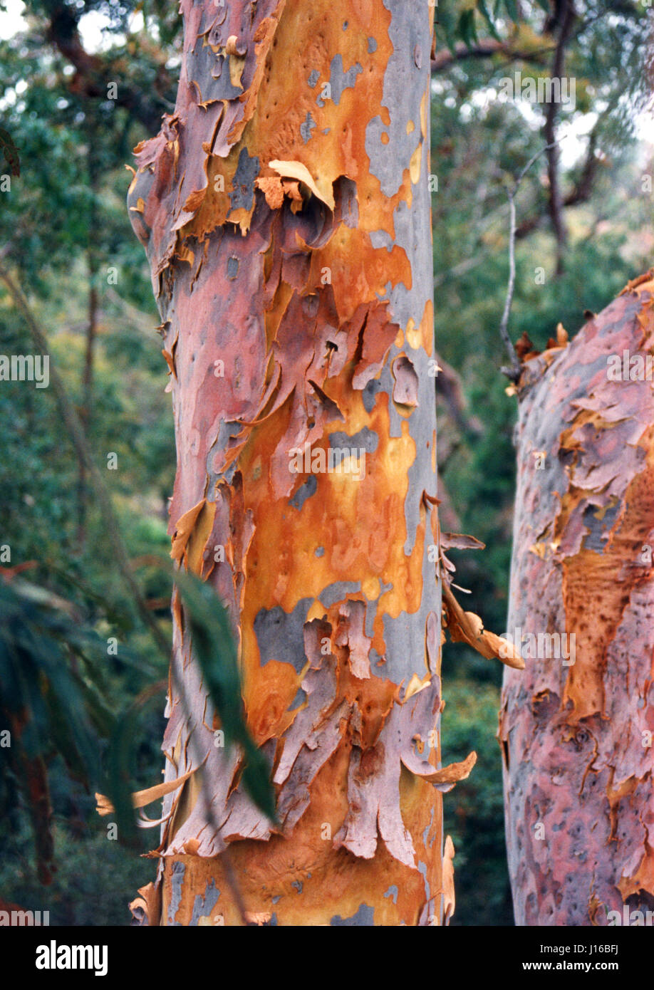 EUCALYPTUS TREE bark sheds at spring 2003 Stock Photo - Alamy
