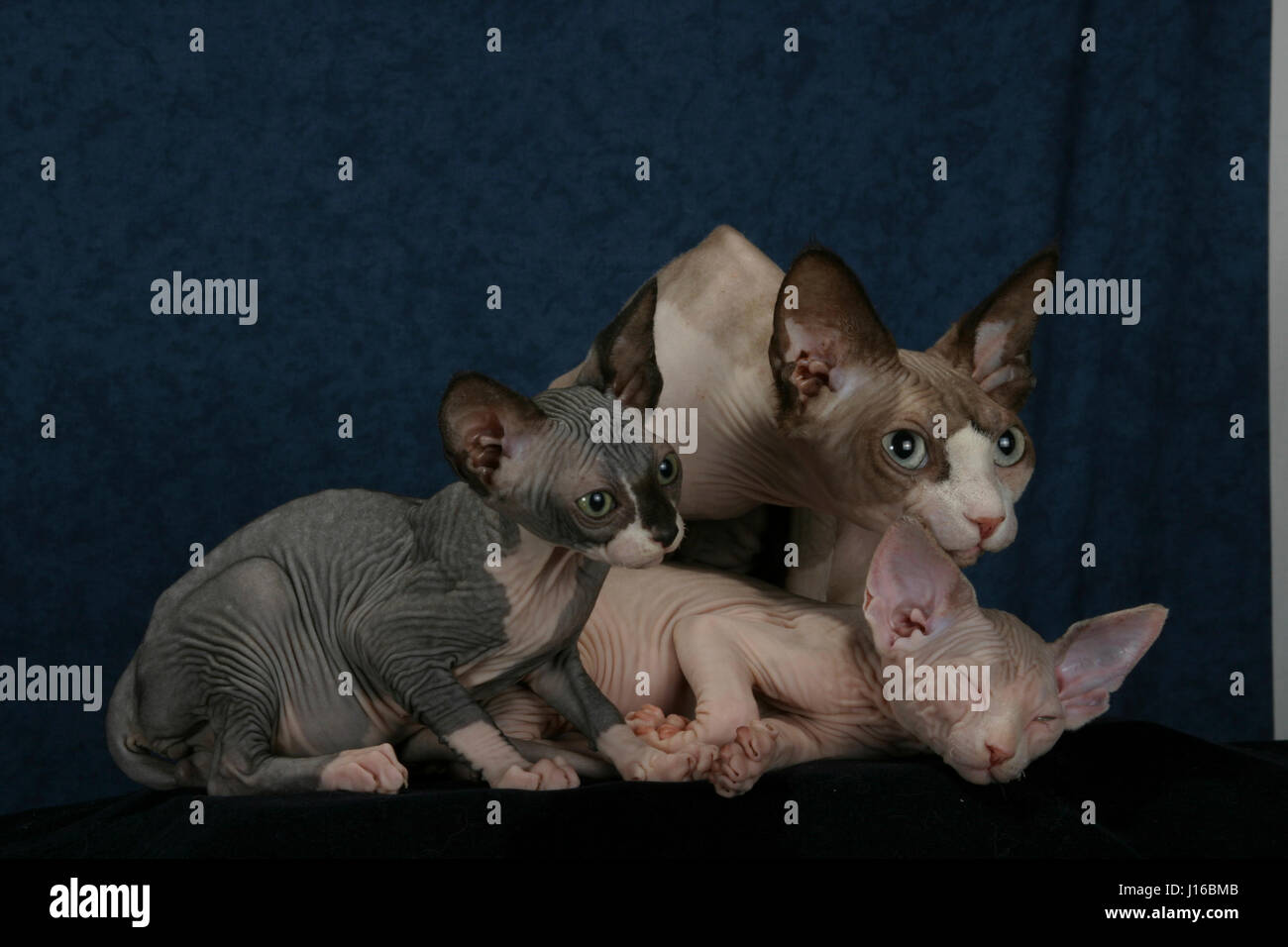 Gremlins hi-res stock photography and images - Alamy