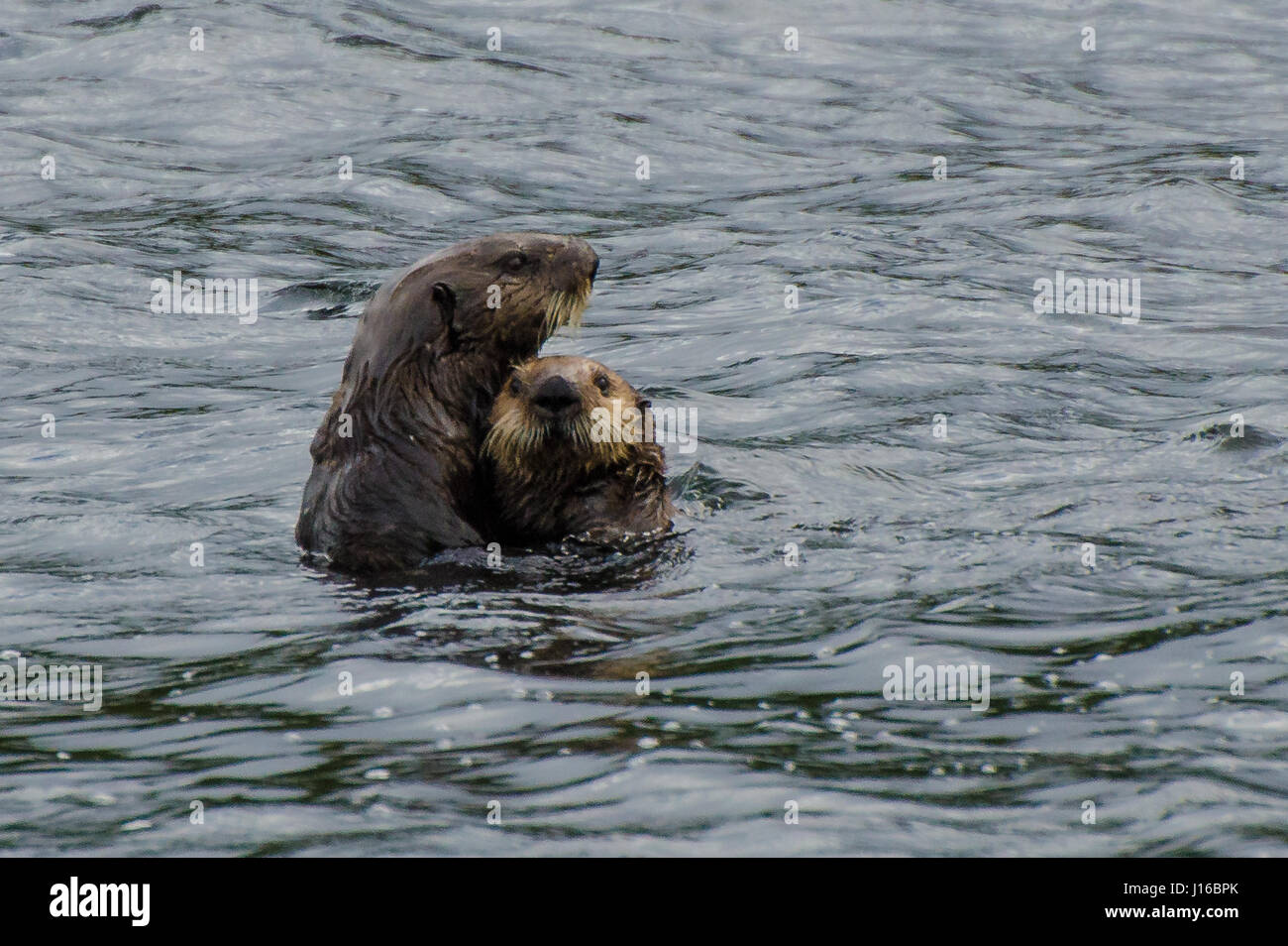 COMMANDER ISLANDS, RUSSIA: THIS CUTE pair of otters taken by a British ...