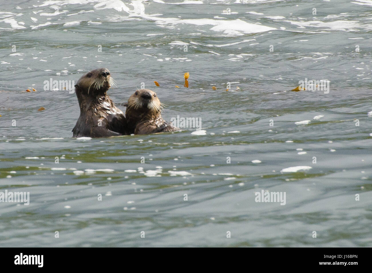 COMMANDER ISLANDS, RUSSIA: THIS CUTE pair of otters taken by a British ...