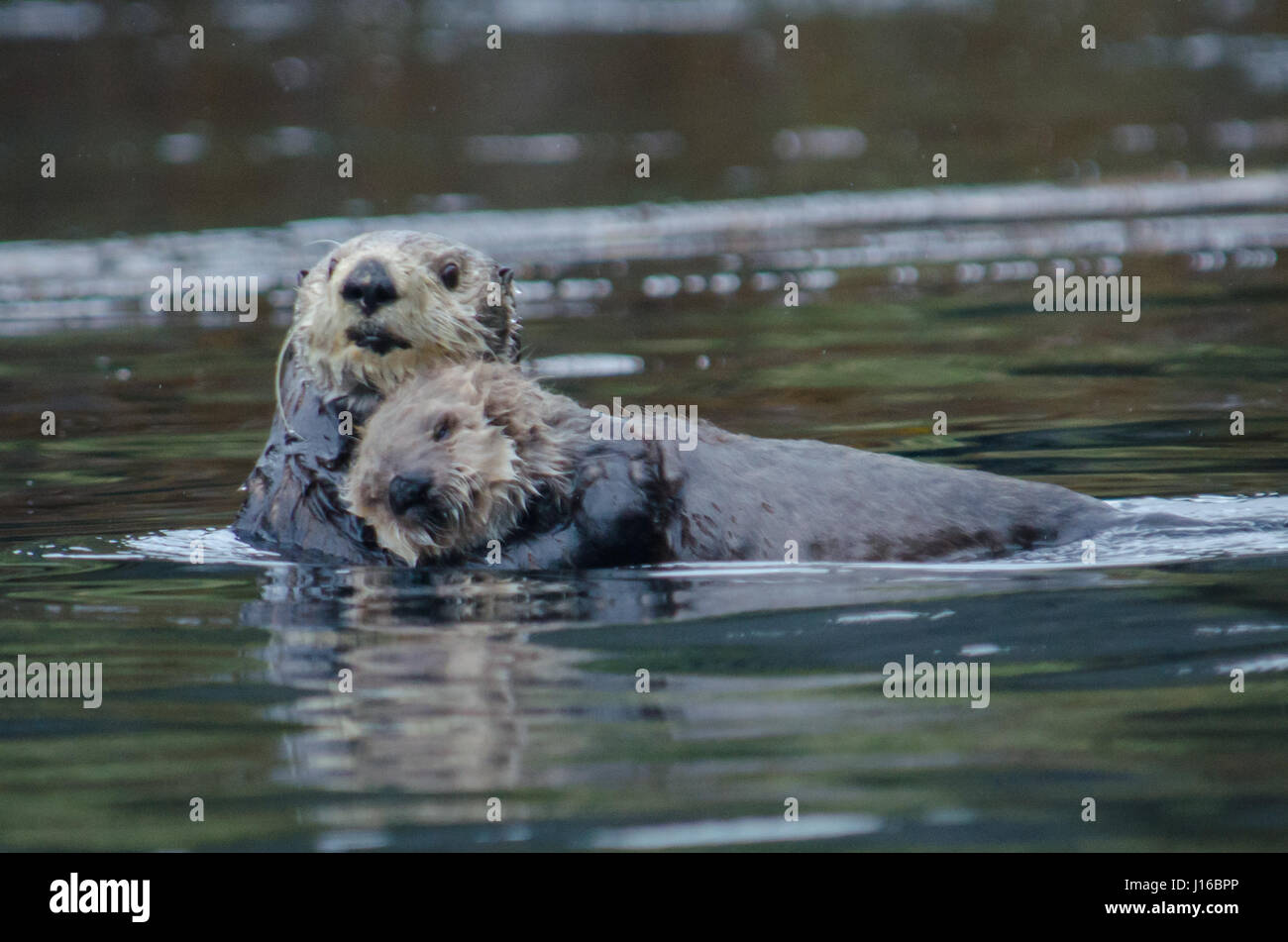 Cute Animals Helping Each Other