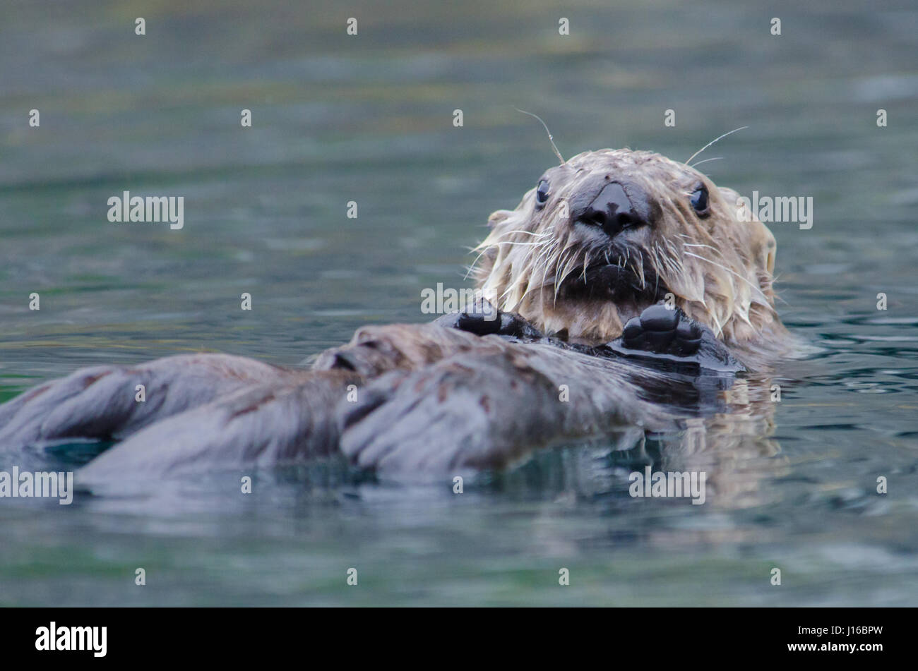 COMMANDER ISLANDS, RUSSIA: THIS CUTE pair of otters taken by a British ...