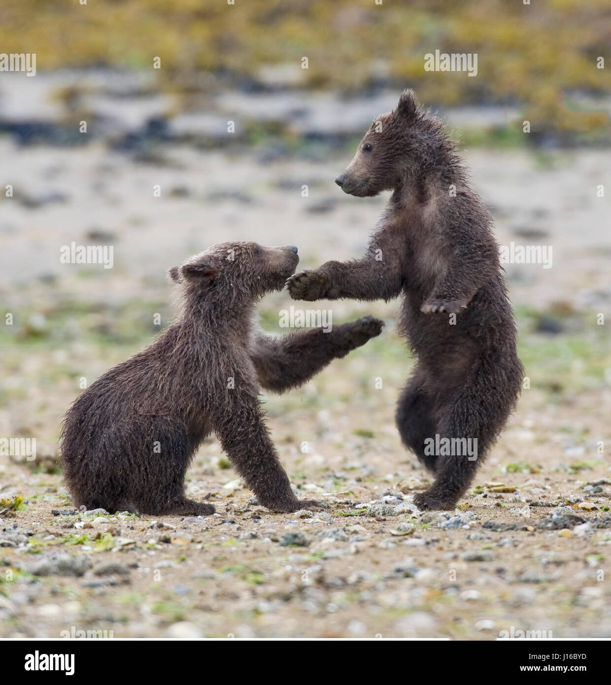KATMAI NATIONAL PARK, ALASKA: Two grizzly bear cubs play together. EVEN ...