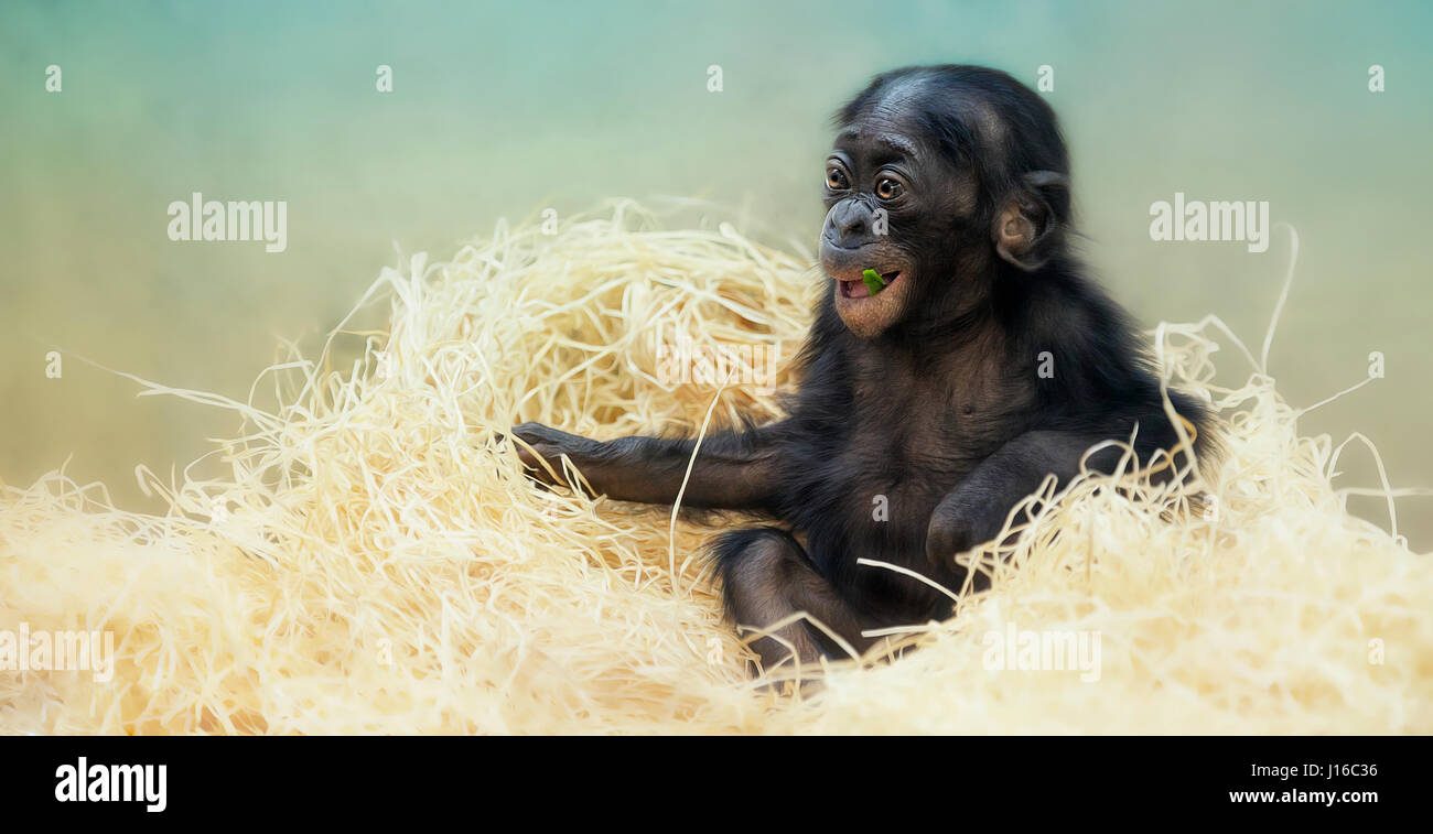 Powerful animals hi-res stock photography and images - Alamy