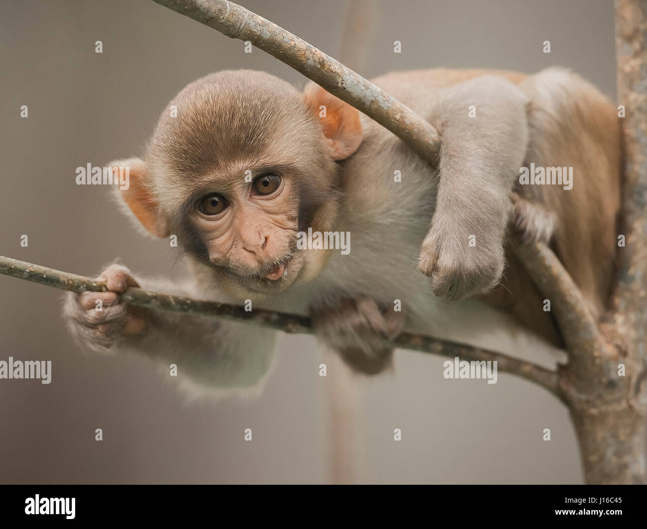 OCALA NATIONAL FOREST, FLORIDA: A MACAQUE fight started off like a Kung ...