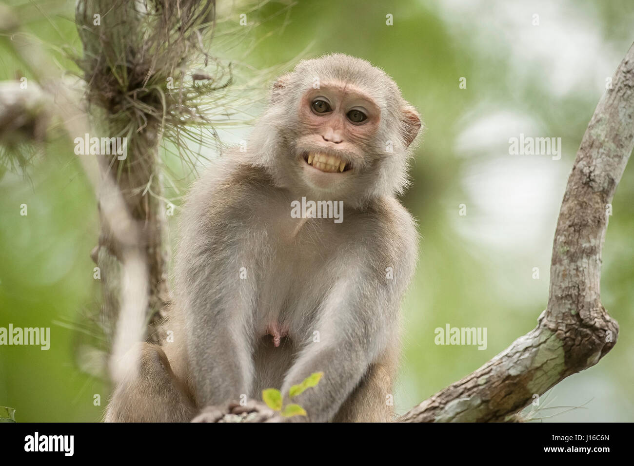 OCALA NATIONAL FOREST, FLORIDA: A MACAQUE fight started off like a Kung ...
