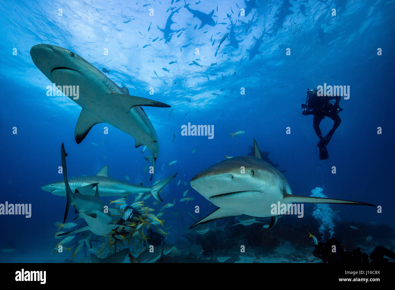 Do Sharks Have Any Predators