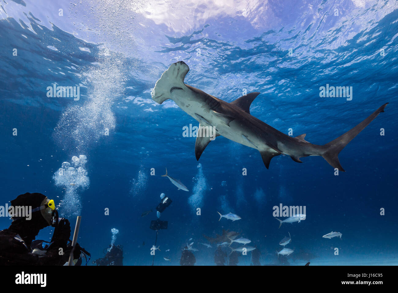 THE BAHAMAS, CARRIBEAN SEA: A SHARK scrum of brave deep sea ...