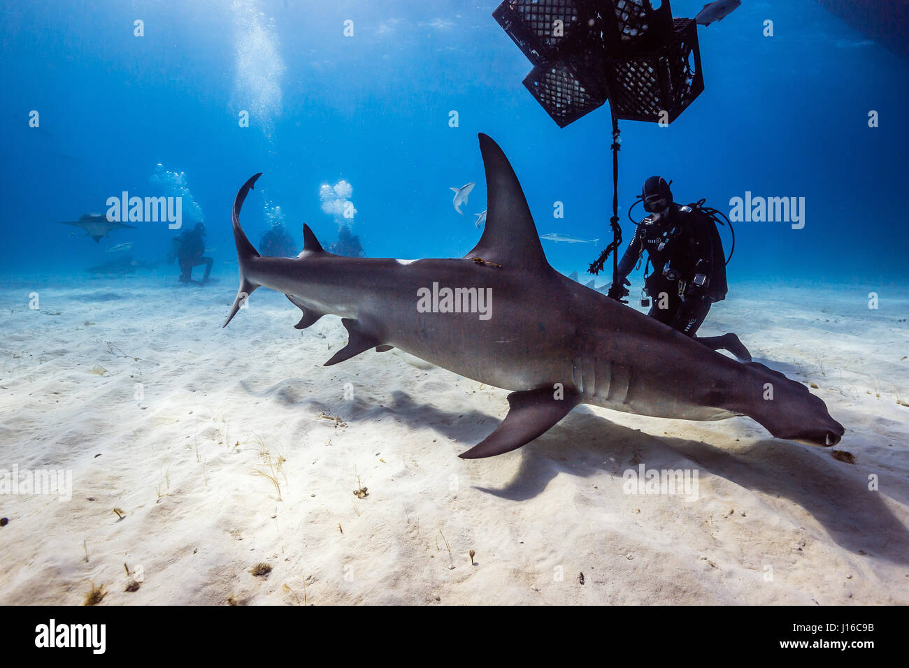 THE BAHAMAS, CARRIBEAN SEA: A SHARK scrum of brave deep sea ...
