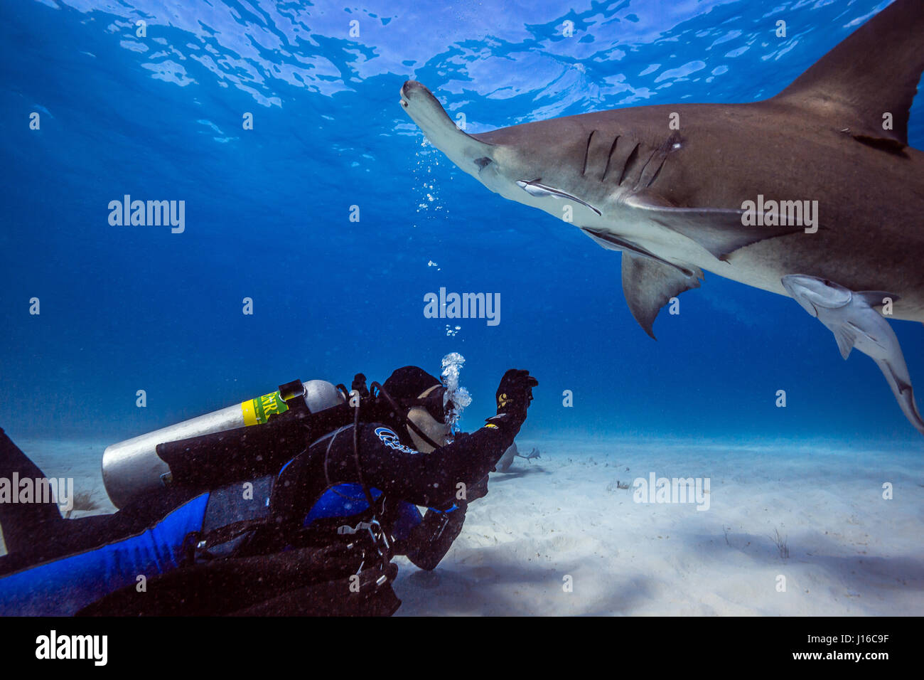 Deep Sea Diving With Sharks