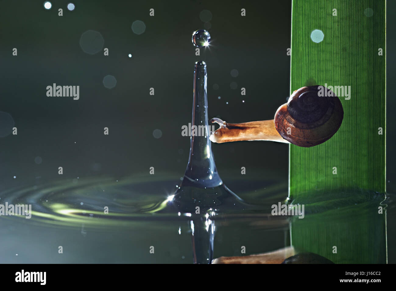 VORONEEZH, RUSSIA: EYE-POPPING pictures show the slow-motion world of ...