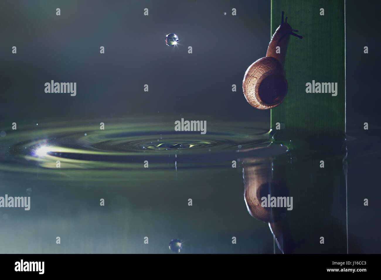 VORONEEZH, RUSSIA: EYE-POPPING pictures show the slow-motion world of ...