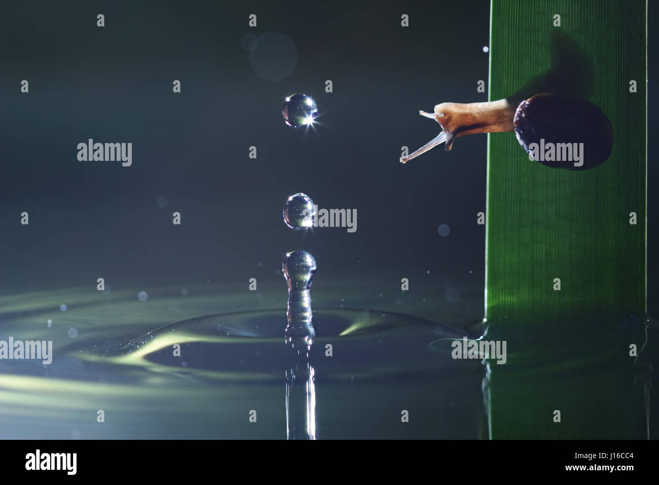 VORONEEZH, RUSSIA: EYE-POPPING pictures show the slow-motion world of ...