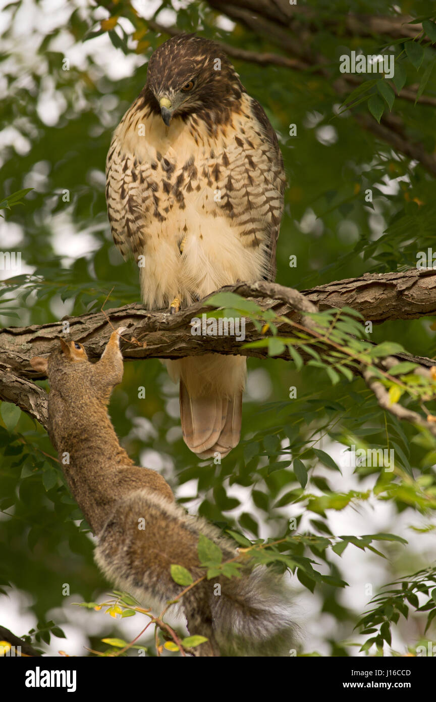BOSTON, USA: FACING-OFF at only 15-feet away this picture shows the ...