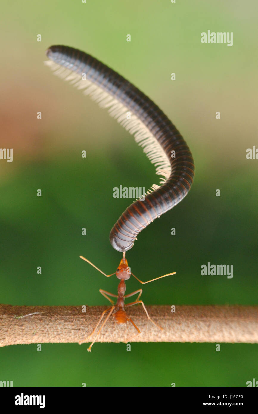 BORNEO, INDONESIA: Balancing act. THIS SUPER-strong ant literally has ...
