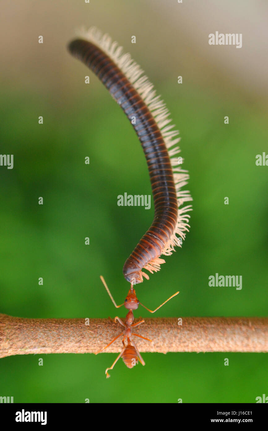 BORNEO, INDONESIA: THIS SUPER-strong ant literally has his much bigger ...