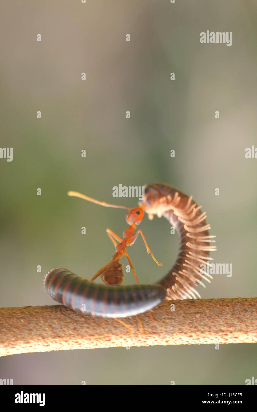 BORNEO, INDONESIA: THIS SUPER-strong ant literally has his much bigger ...