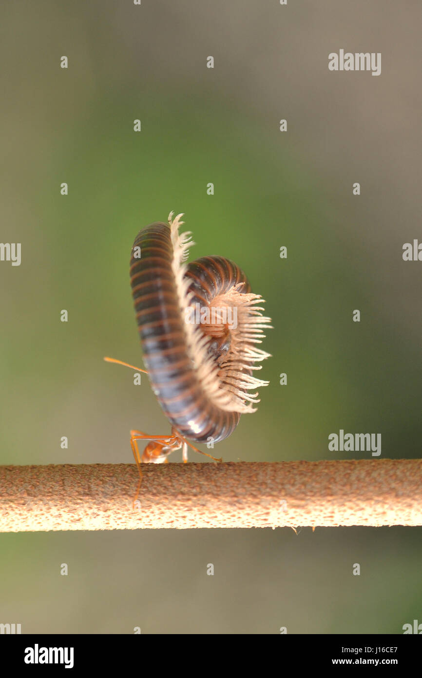 BORNEO, INDONESIA: THIS SUPER-strong ant literally has his much bigger ...