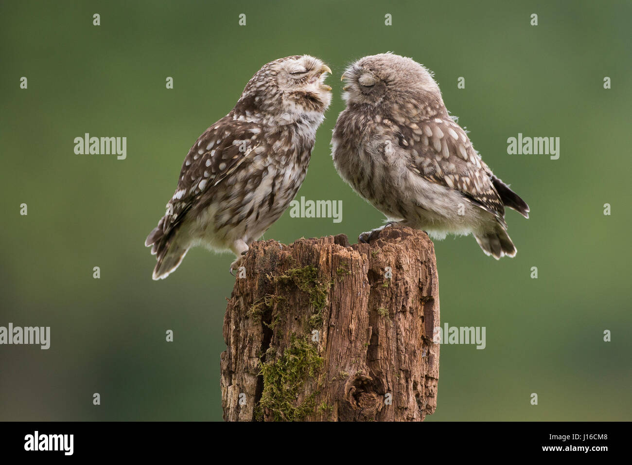 EXCLUSIVE, ALL ROUND. WORCESTER, UK: Mother owl dotes on her new born ...